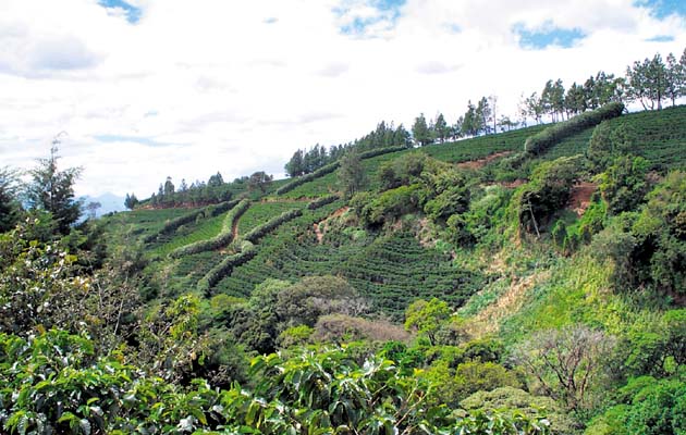 Famosa marca de café les pone los ojos a las cosechas de Costa Rica ...