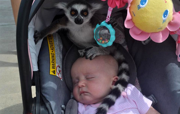 Lemur listo: Se pensaba escapar del zoo escondido con un bebé | Panamá ...