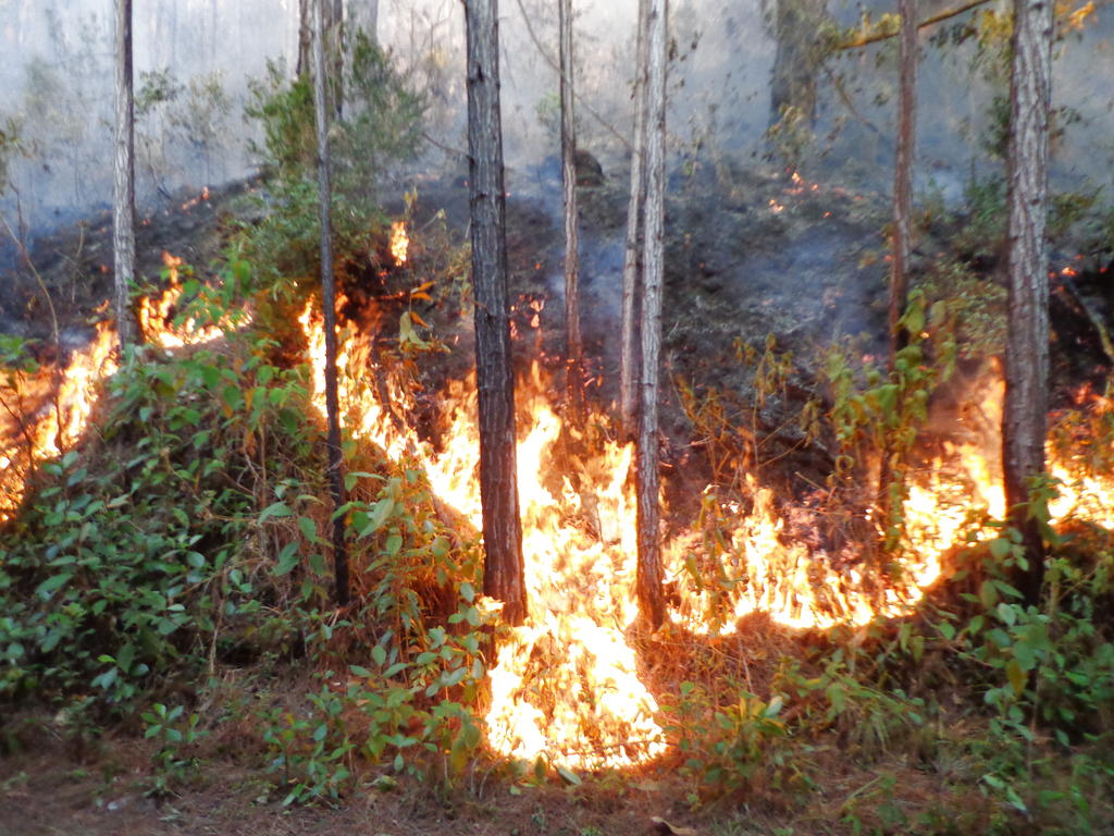 Incendio forestal en La Yeguada destruye más de 300 hectáreas de bosque ...