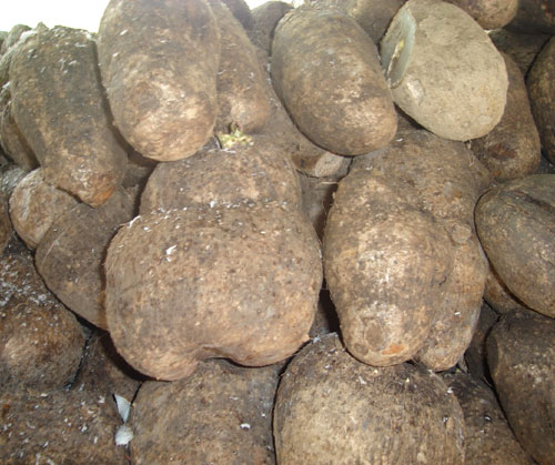 Productores de ñame y otoe atraviesan dificultades | Panamá América