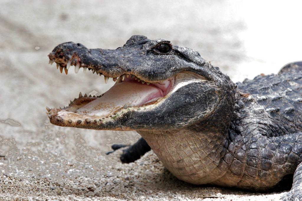 Miles de caimanes viven en los suburbios de Río | Panamá América