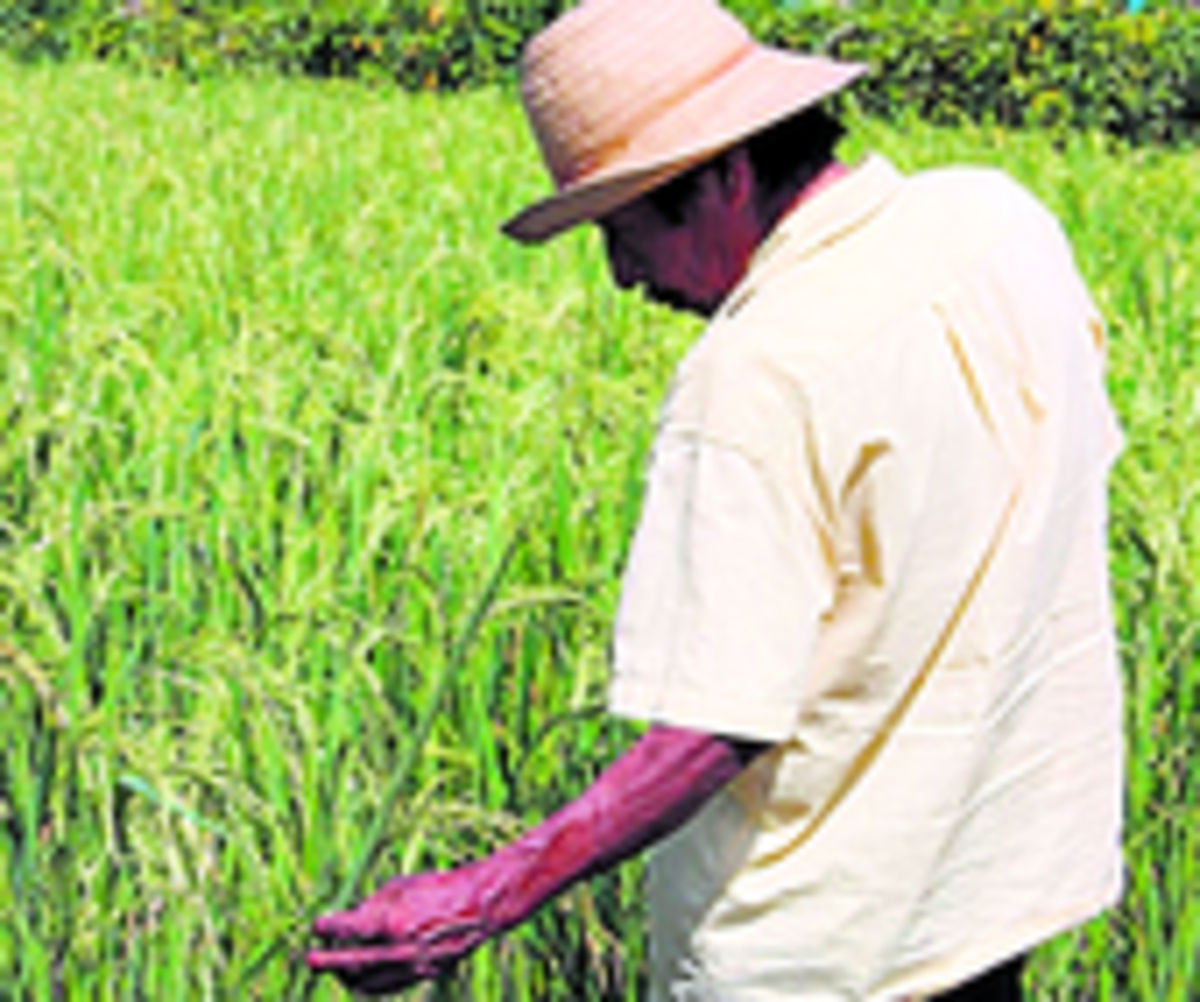 Pagarán por semillas multiplicadas | Panamá América