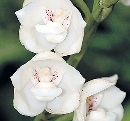 Flor del Espíritu Santo, la reina de las orquídeas panameñas | Panamá ...