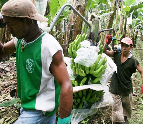 Régimen europeo atenta contra el banano panameño | Panamá América