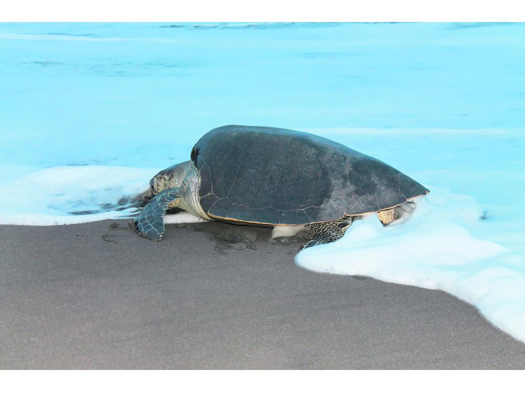 Unas 35 mil tortugas arriban a desovar en playa La Marinera | Panamá ...