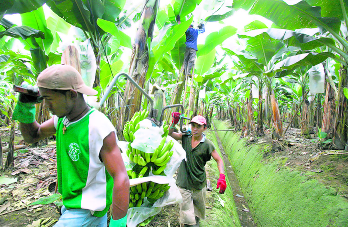 Transnacionales presentan oferta para cultivar banano | Panamá América