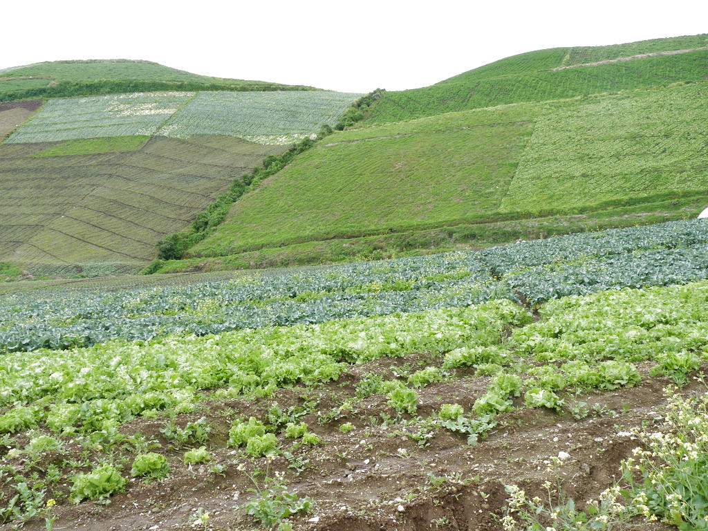 Productores de tierras altas preocupados por época seca | Panamá América