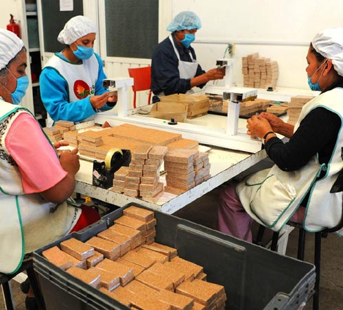 Retoman cultivo de amaranto, semilla curativa y alimenticia | Panamá ...