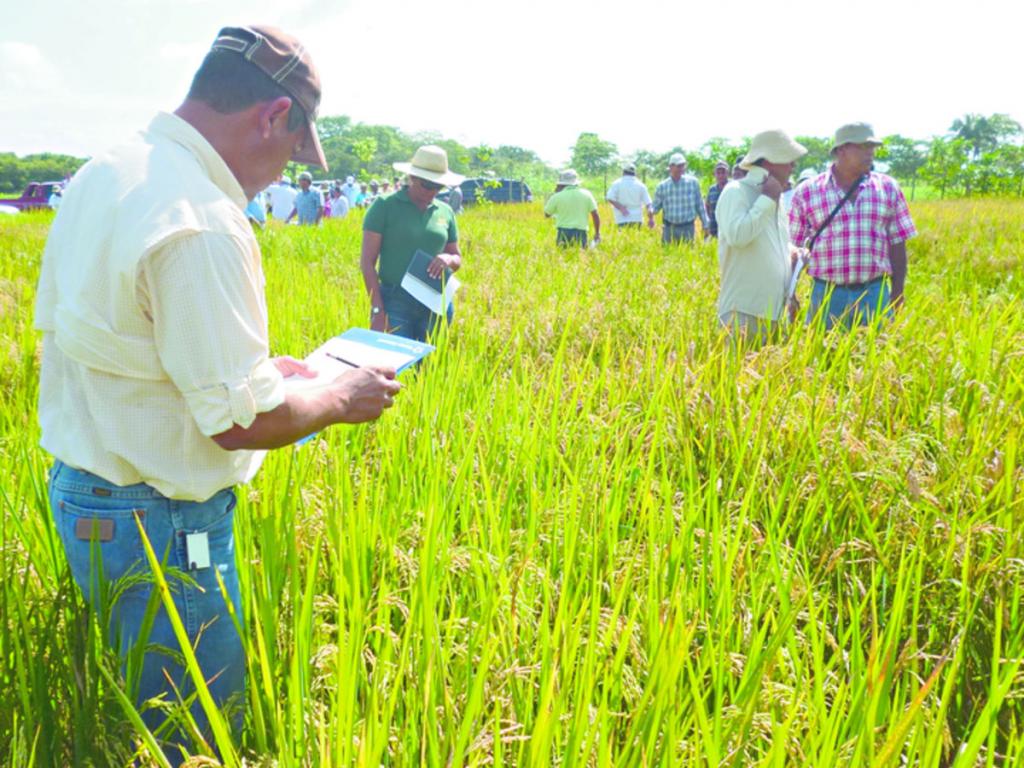 Leyes serán reglamentadas | Panamá América