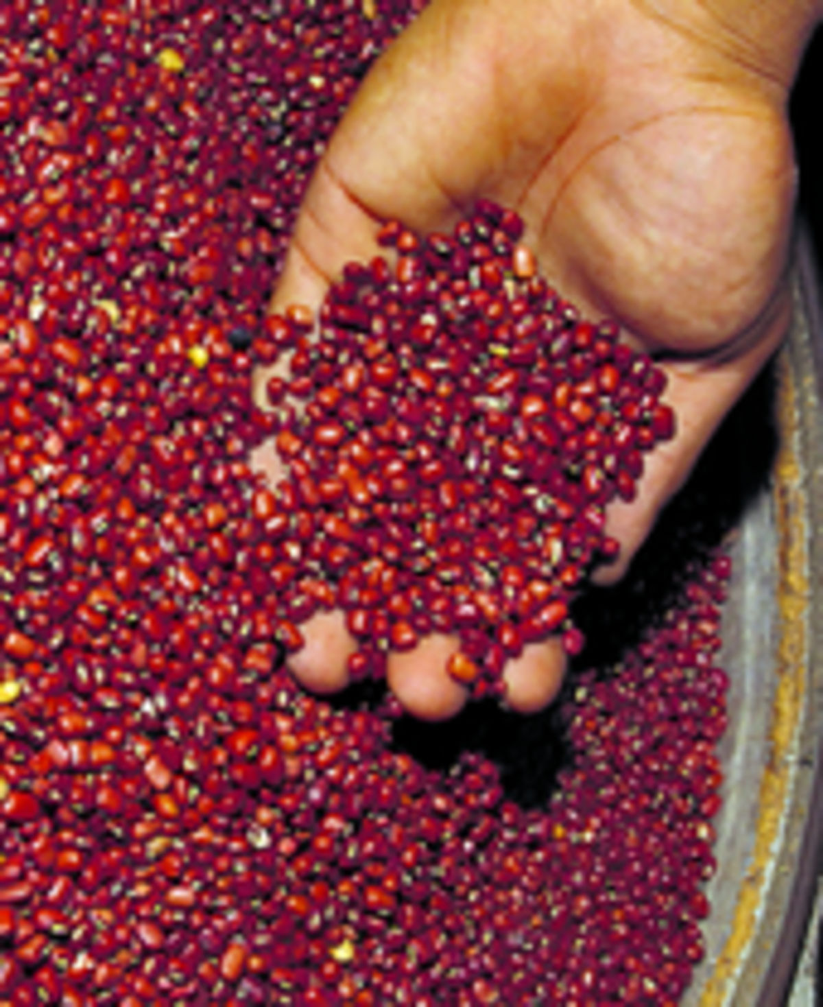 Recelosa comercialización de frijol | Panamá América