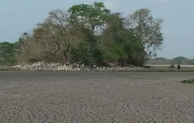Ciénaga de las Macanas, en Herrera, podría tener sus días contados ...