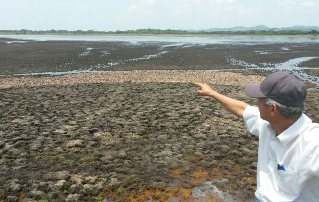 Lenta recuperación del caudal de la ciénaga Las Macanas | Panamá América