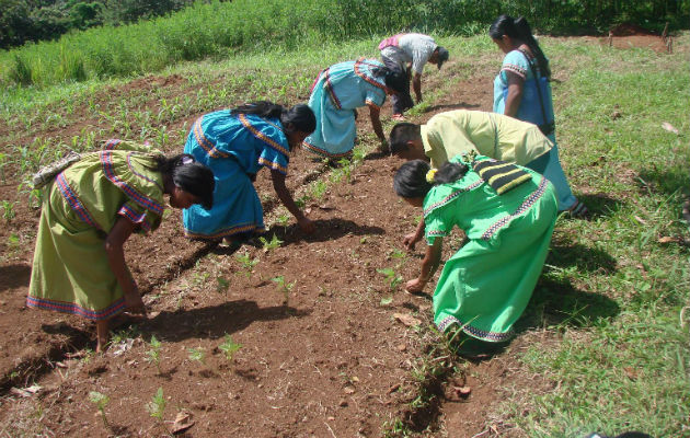 Siembra de otoe blanco para exportar iniciará pronto | Panamá América