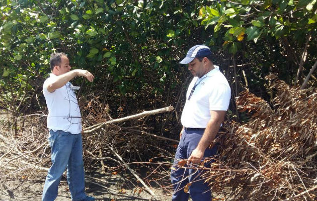 Investigan devastación de mangle blanco en playa El Agallito | Panamá ...