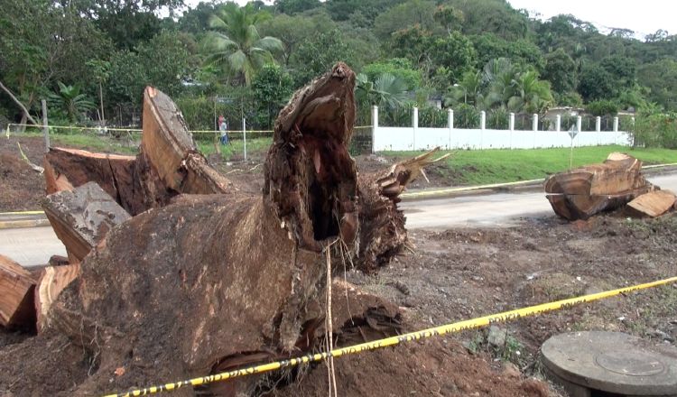 Árboles enfermos: ¿quién se hace responsable? | Panamá América