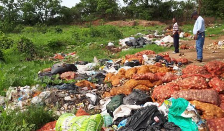 Se pudre la cebolla en Natá | Panamá América