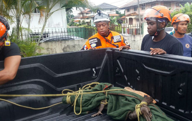 Babillo vuelve a su hábitat tras infundir temor en Espinar | Panamá América