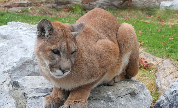 Declaran extinto al puma oriental Norteamericano | Panamá América