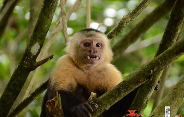 ¿Cuántas especies de monos hay en Panamá? | Panamá América